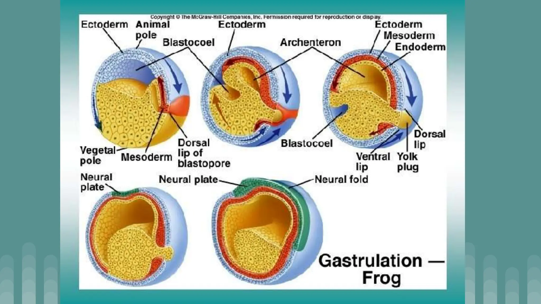 DEVELOPMENT OF FROG.pptx