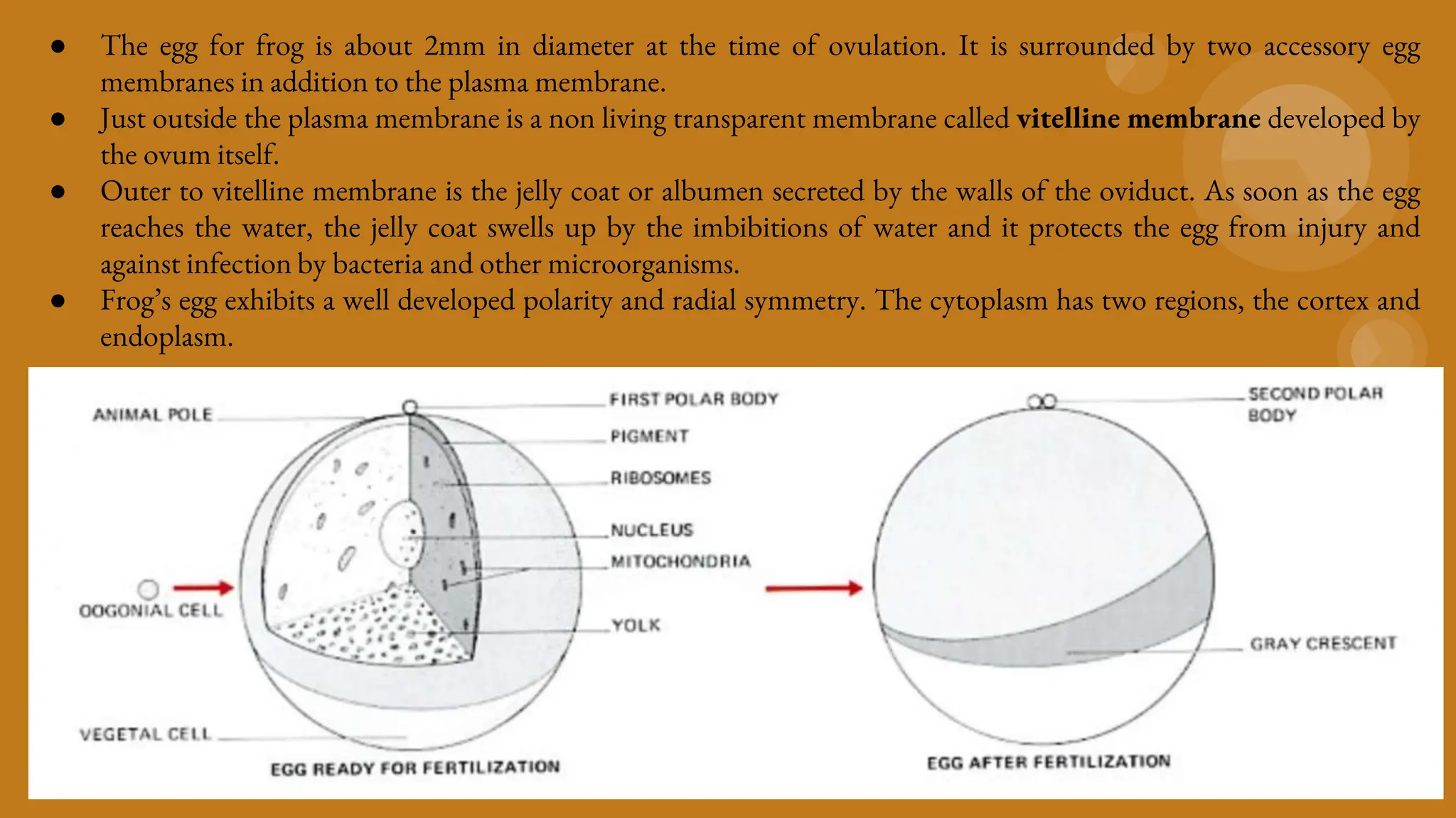 DEVELOPMENT OF FROG.pptx