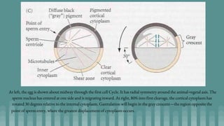 DEVELOPMENT OF FROG.pptx