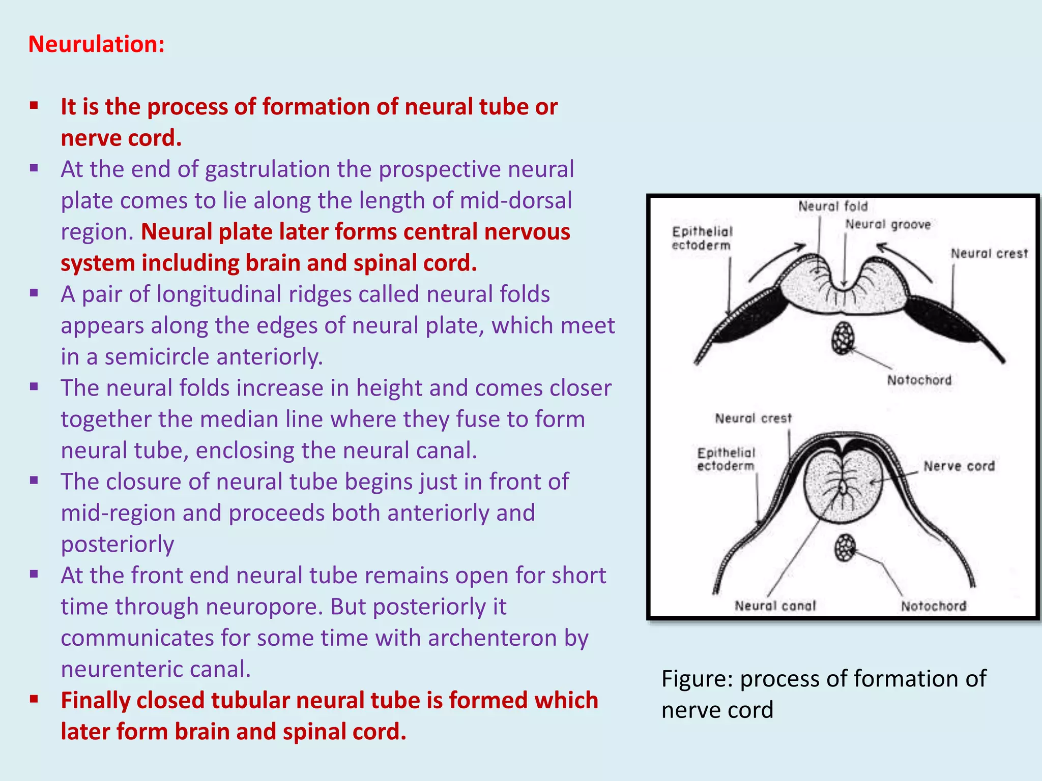 Development of frog up to formation of three germ layers, Blastula ...