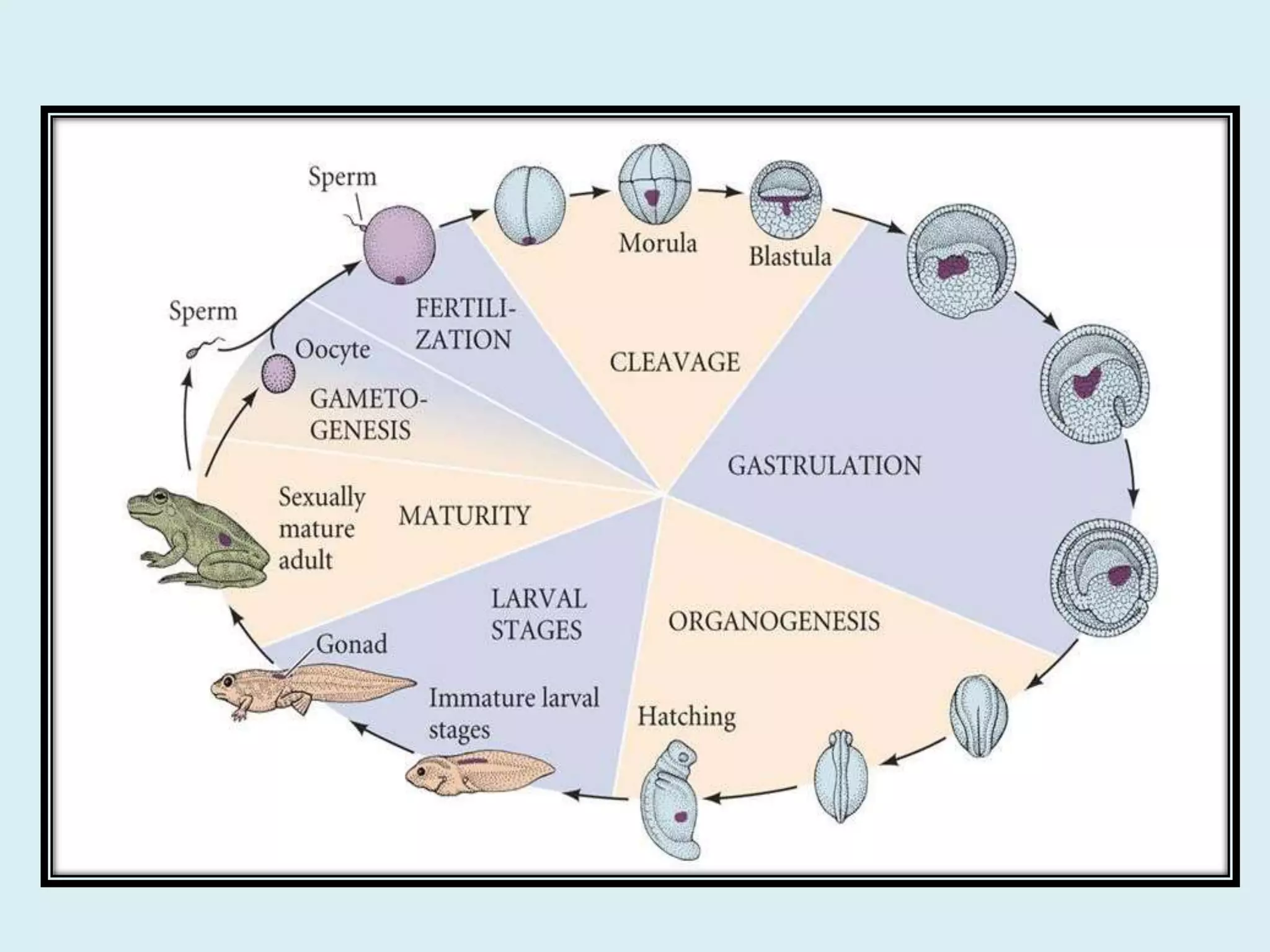 Development of frog up to formation of three germ layers, Blastula ...