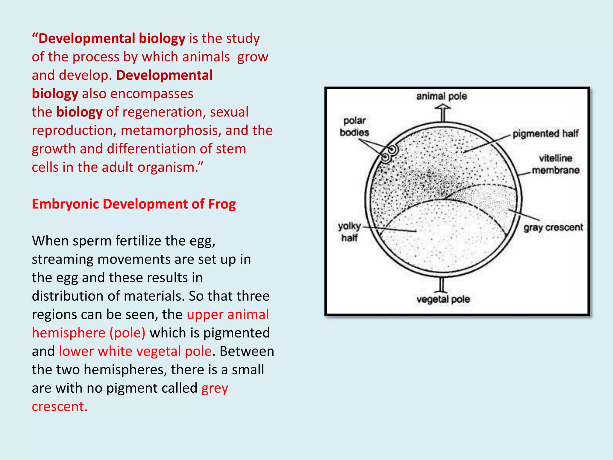 Development of frog up to formation of three germ layers, Blastula Stage, Gastrula Stage | PPTX
