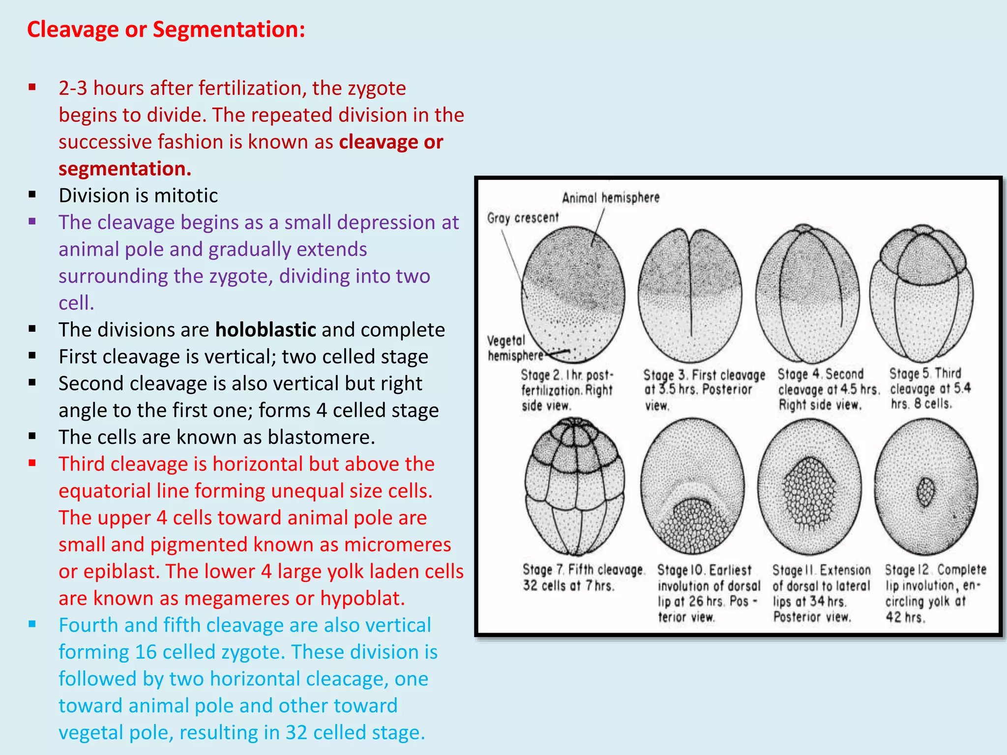 Development of frog up to formation of three germ layers, Blastula ...