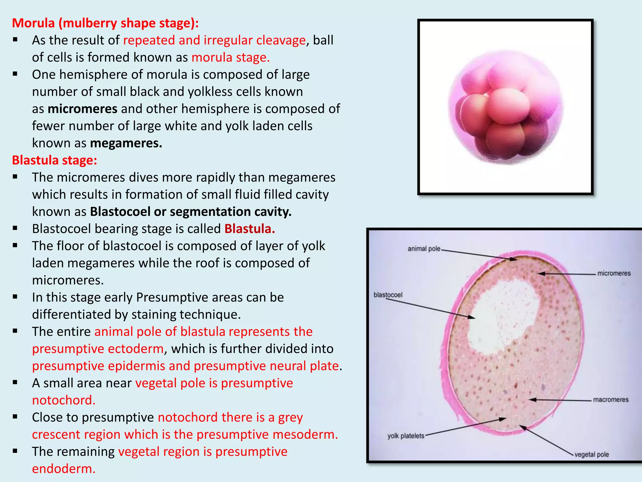 Development of frog up to formation of three germ layers, Blastula Stage, Gastrula Stage | PPTX