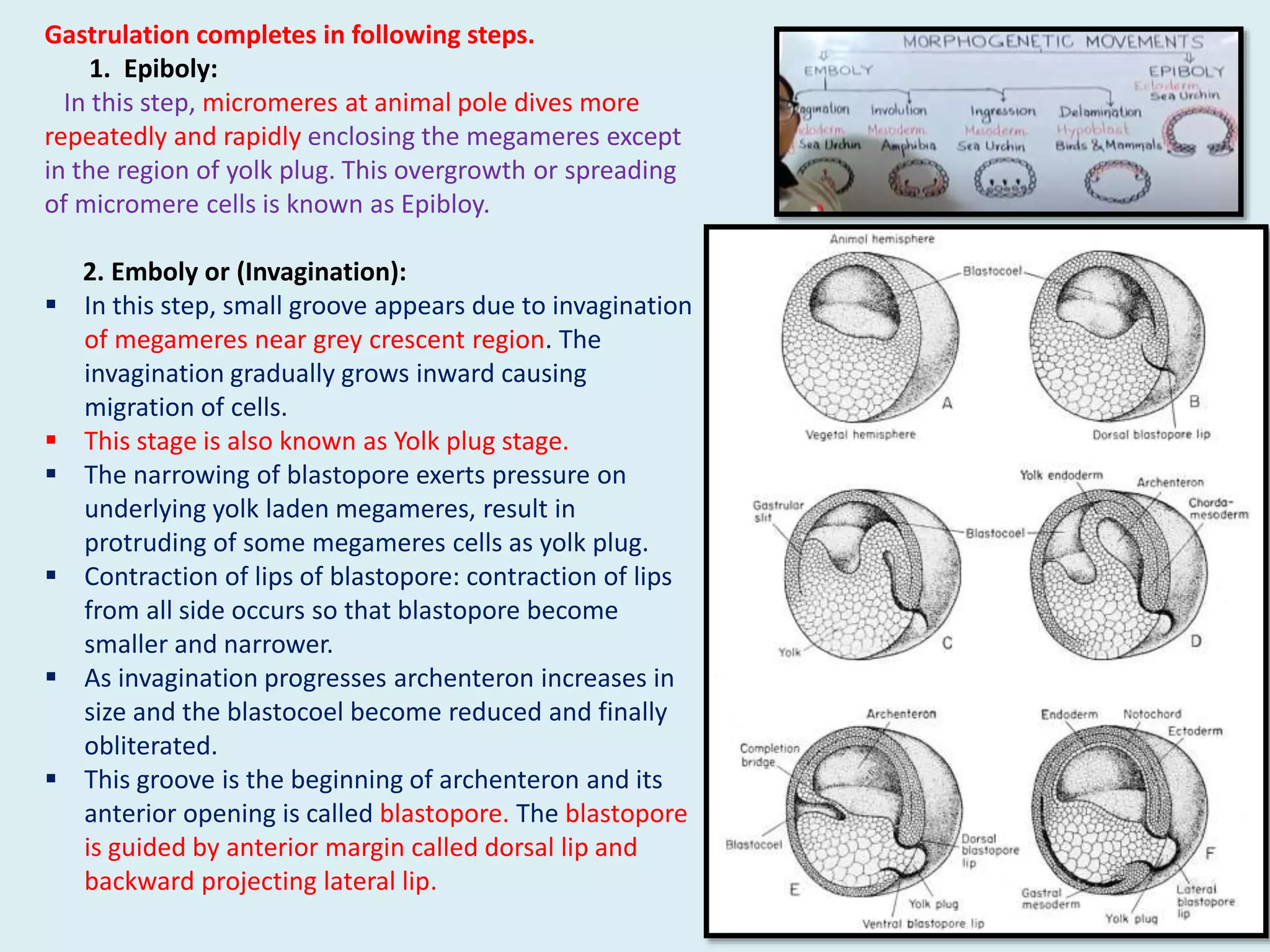 Development of frog up to formation of three germ layers, Blastula Stage, Gastrula Stage | PPTX