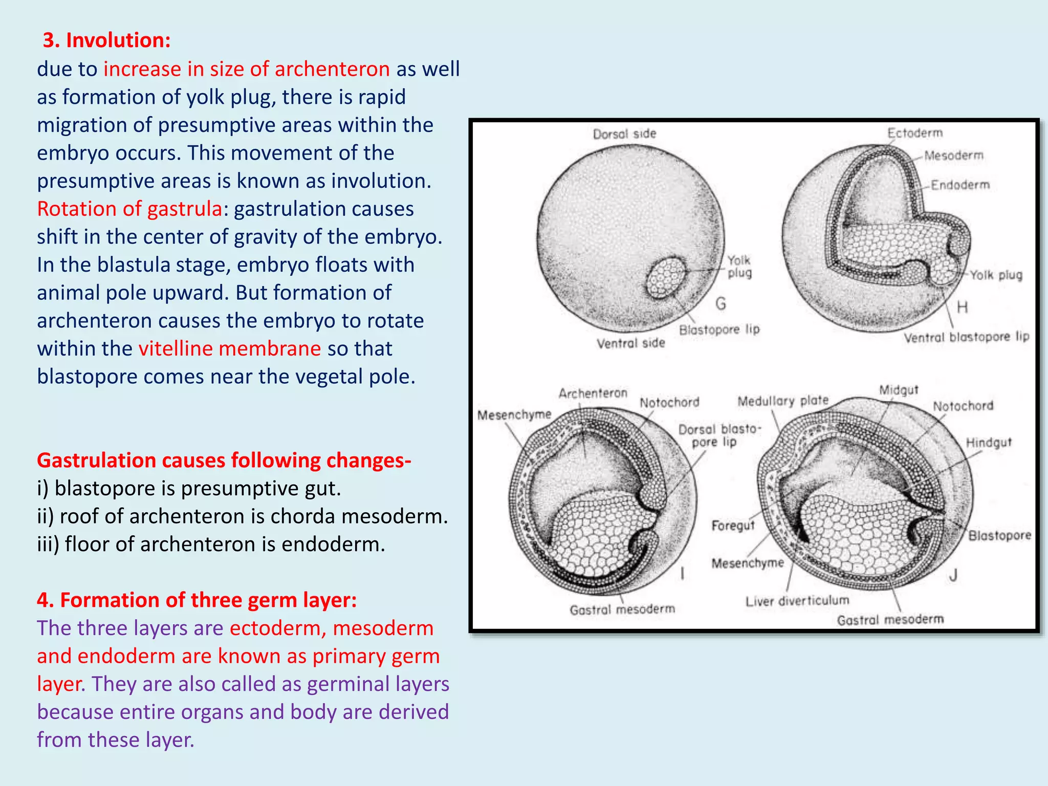 Development of frog up to formation of three germ layers, Blastula ...