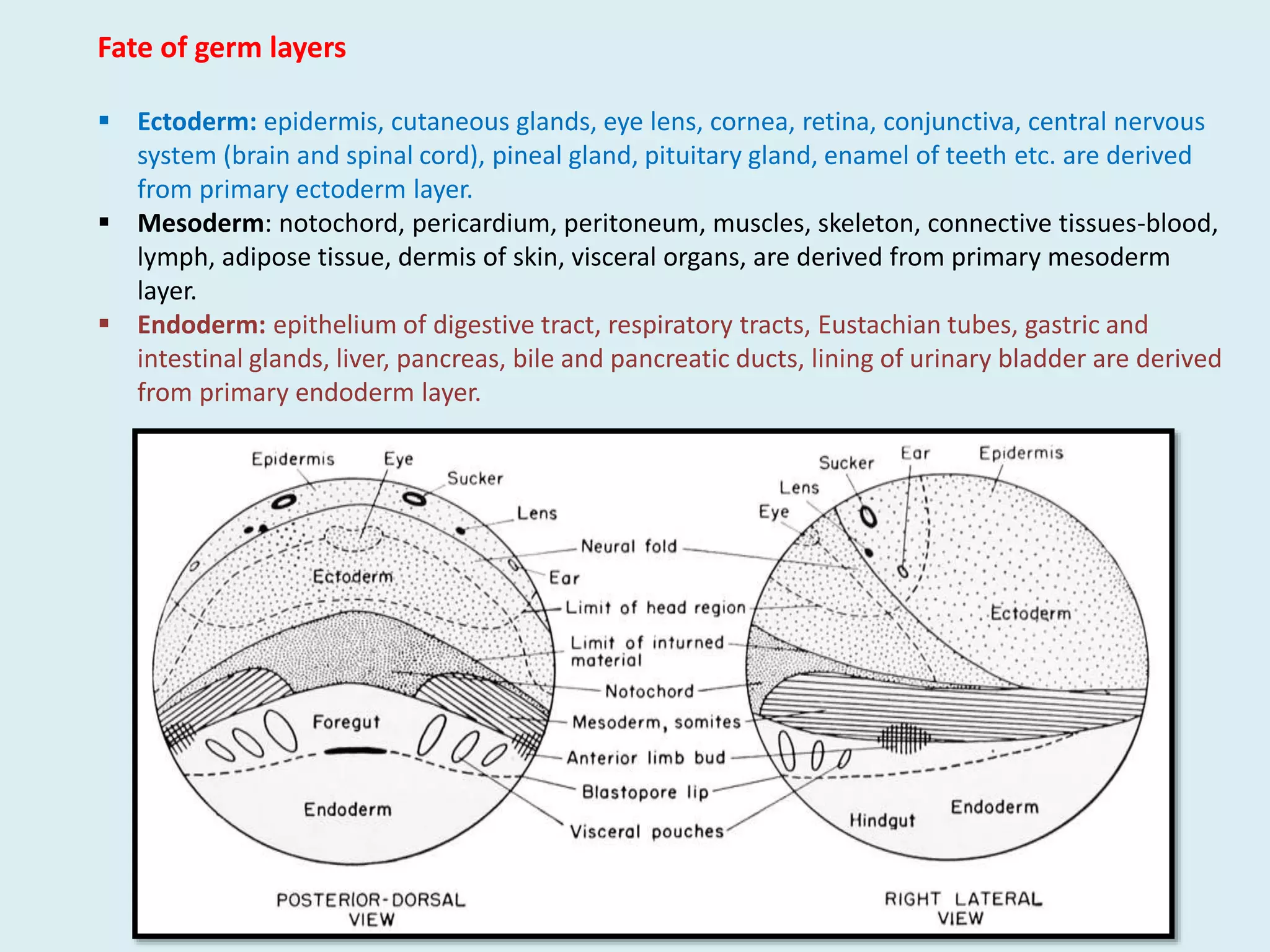 Development of frog up to formation of three germ layers, Blastula ...