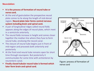 Development of frog up to formation of three germ layers, Blastula ...