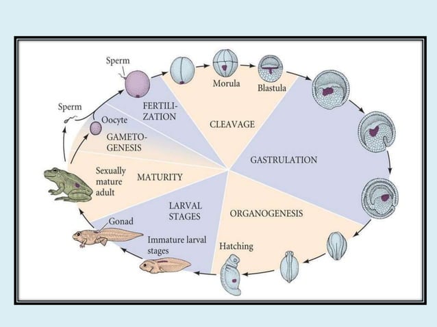 Development of frog up to formation of three germ layers, Blastula Stage, Gastrula Stage | PPTX