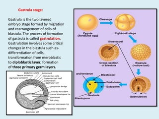 Development of frog up to formation of three germ layers, Blastula Stage, Gastrula Stage | PPTX