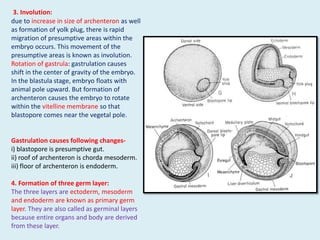 Development of frog up to formation of three germ layers, Blastula Stage, Gastrula Stage | PPTX