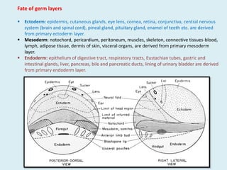 Development of frog up to formation of three germ layers, Blastula ...