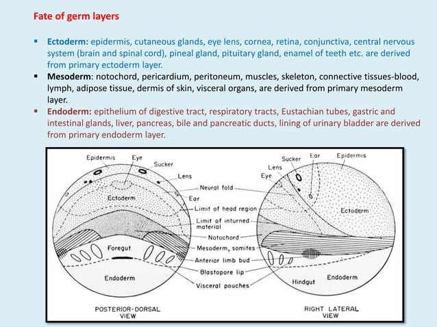 Development of frog up to formation of three germ layers, Blastula ...