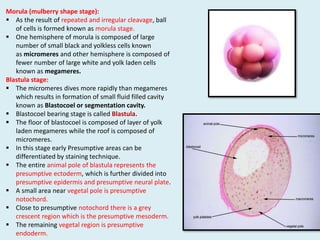 Frog Gastrulation Slide