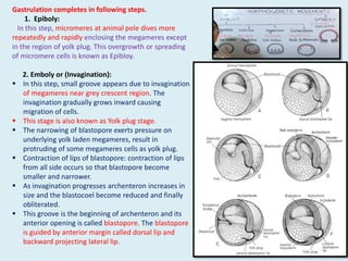 Frog Gastrulation