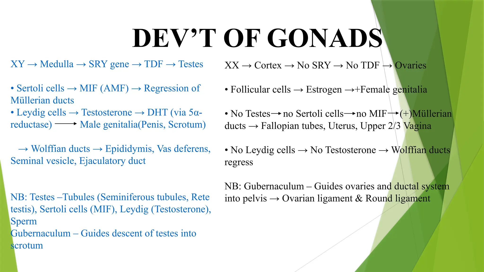 Development of Genital organs and Gonads.pptx