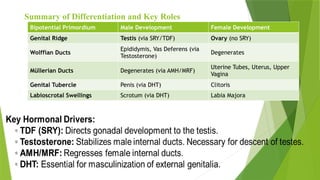 Development of Genital organs and Gonads.pptx