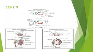 Development of Genital organs and Gonads.pptx