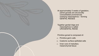 DEVELOPMENT OF GENITAL TRACT – 1 SLIDES(1) (1).pptx