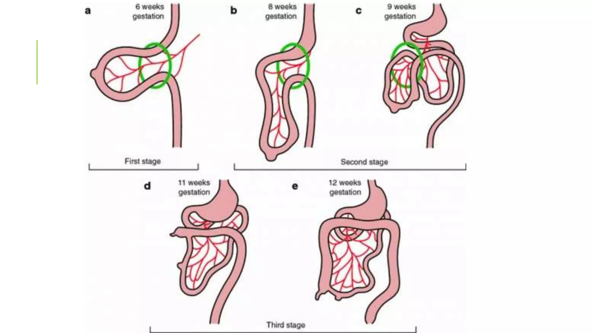 Development of GIT | PPTX