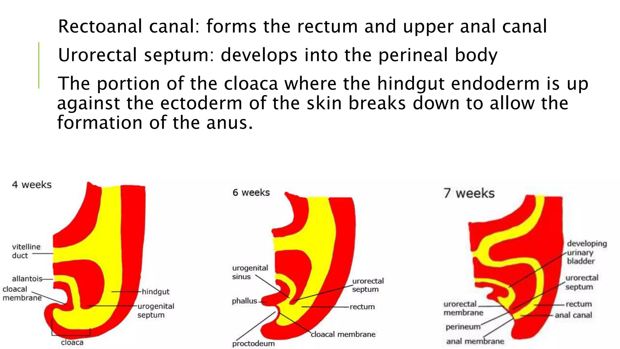 Development of GIT | PPTX