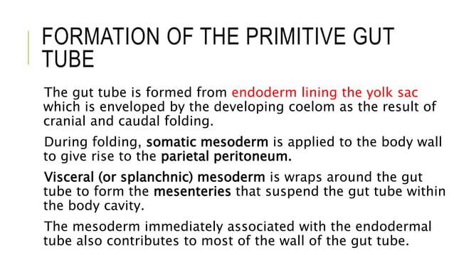 Development of GIT | PPTX | Digestive Disorders | Diseases and Conditions