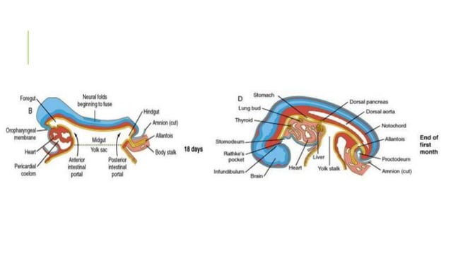 Development of GIT | PPTX | Digestive Disorders | Diseases and Conditions