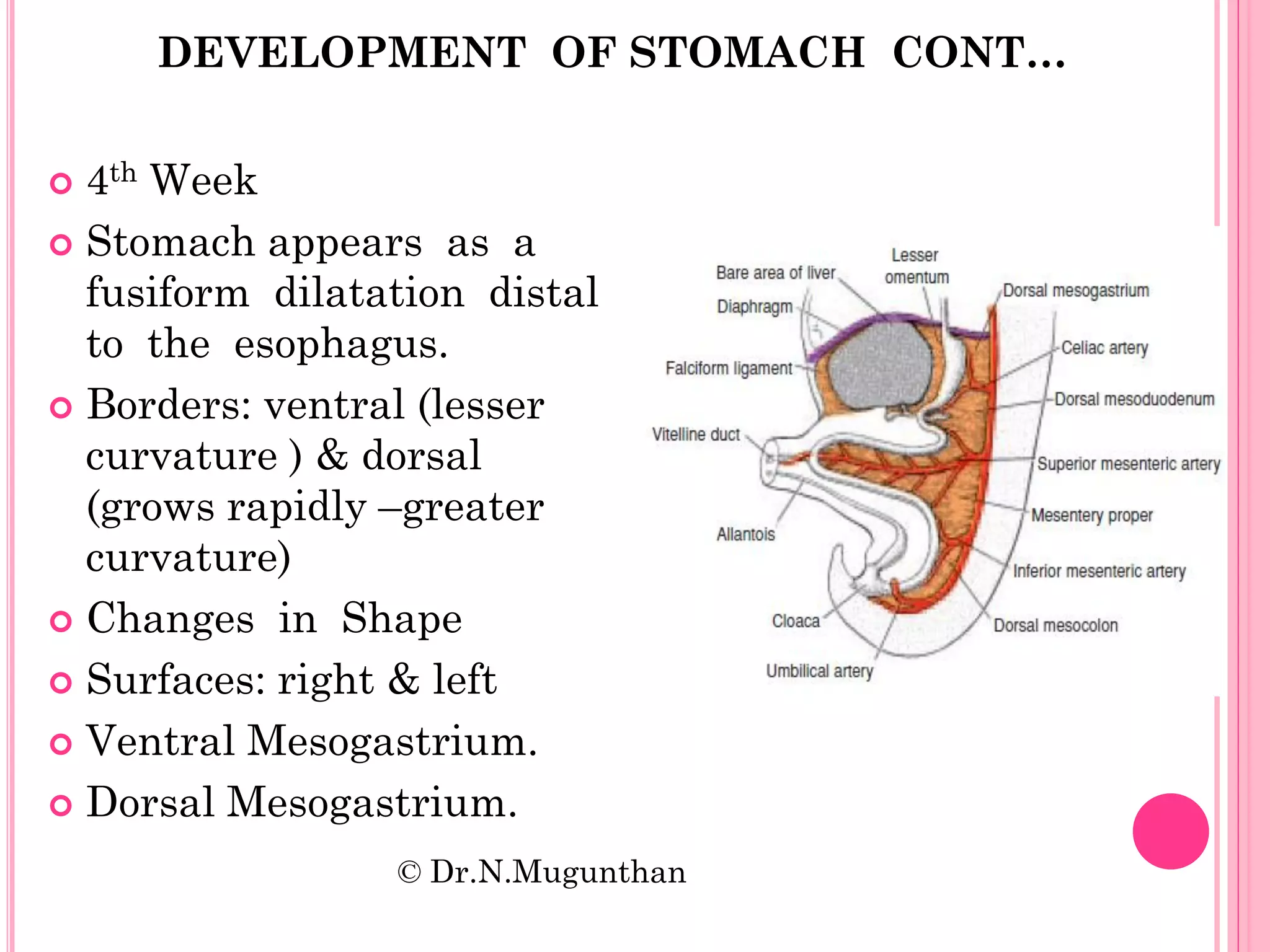Development of Gastrointestinal system & its associated developmental ...