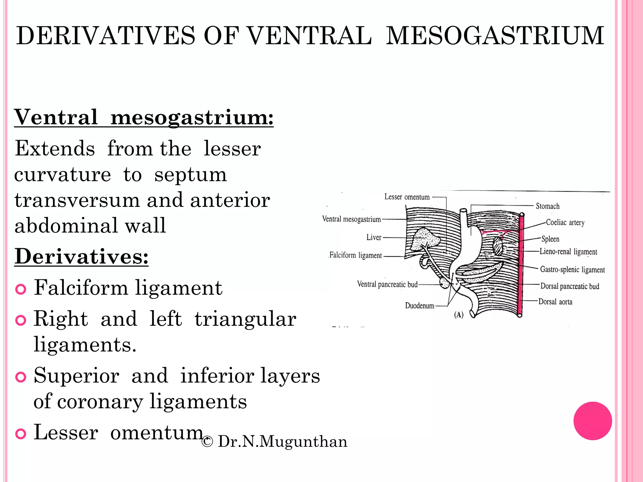 Development of Gastrointestinal system & its associated developmental ...