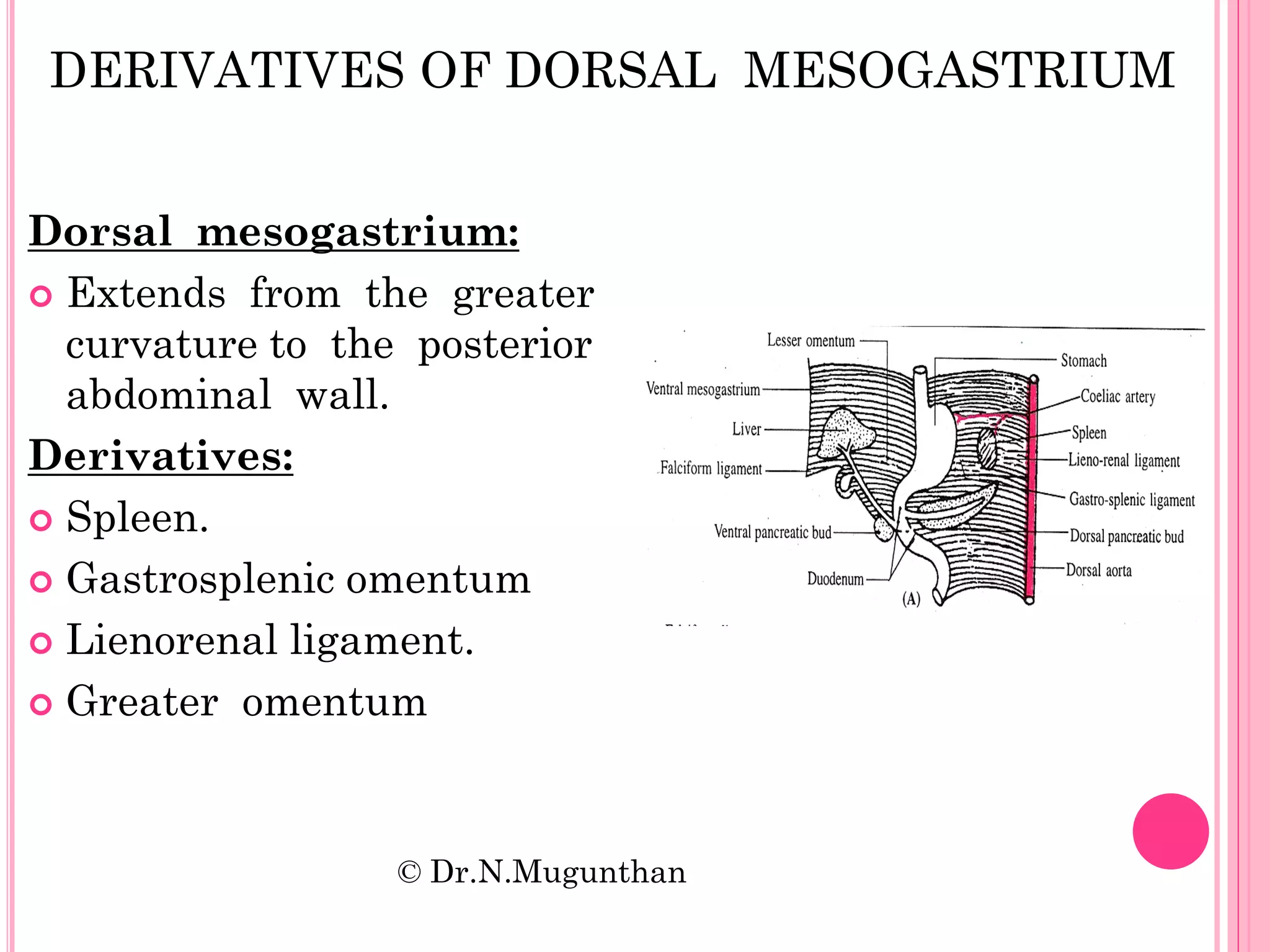 Development of Gastrointestinal system & its associated developmental ...