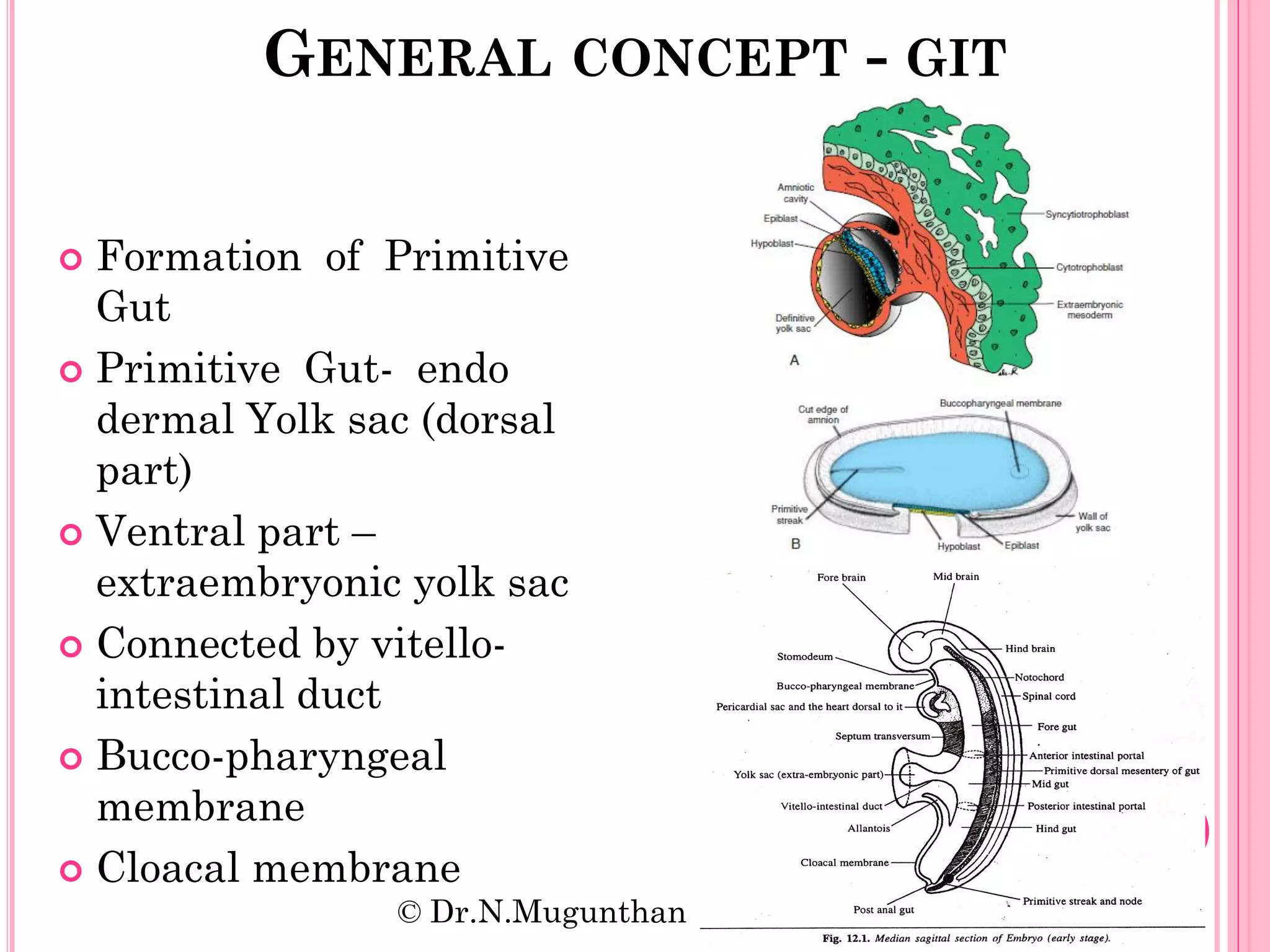 Development of Gastrointestinal system & its associated developmental ...