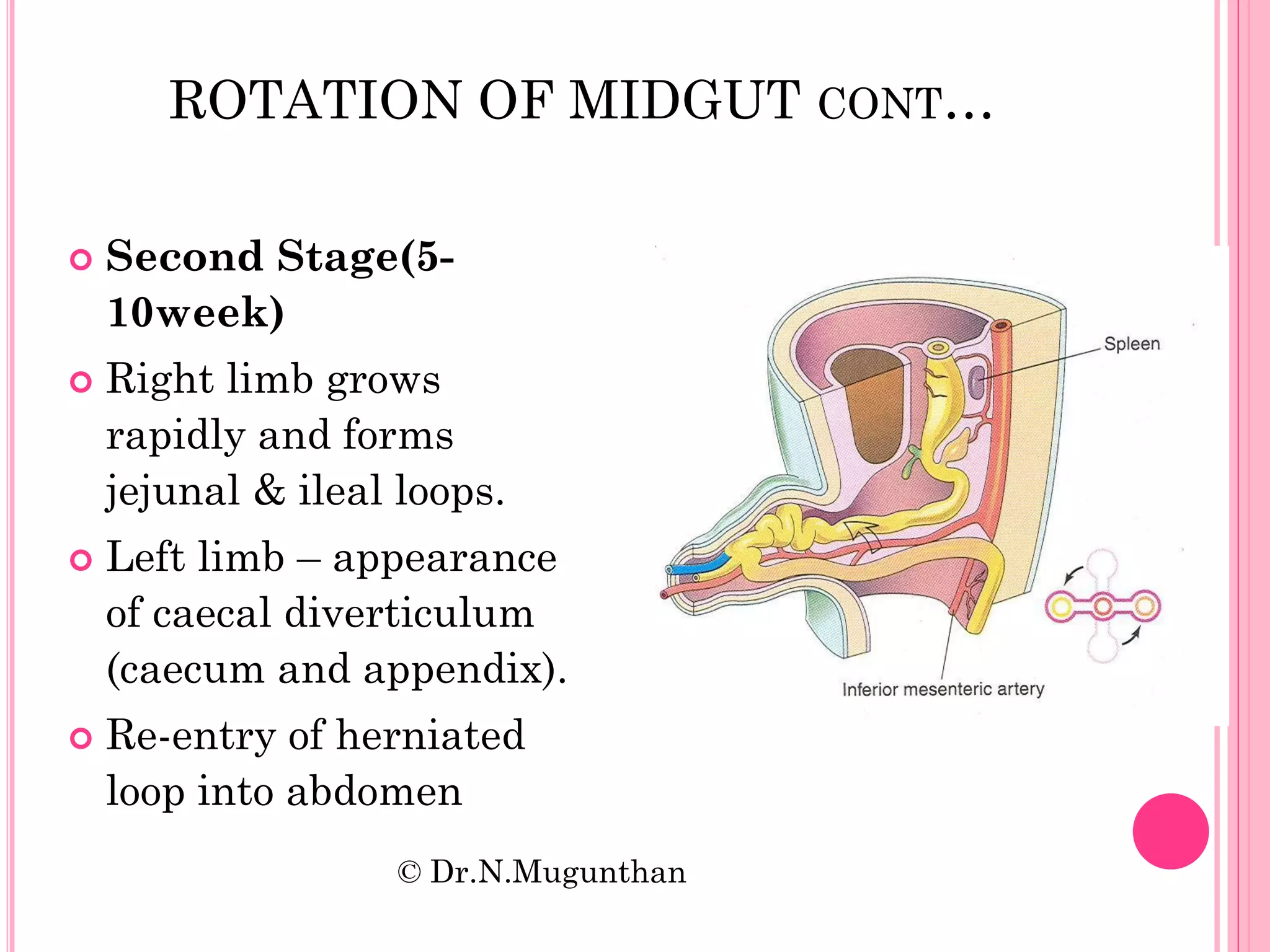 Development of Gastrointestinal system & its associated developmental ...