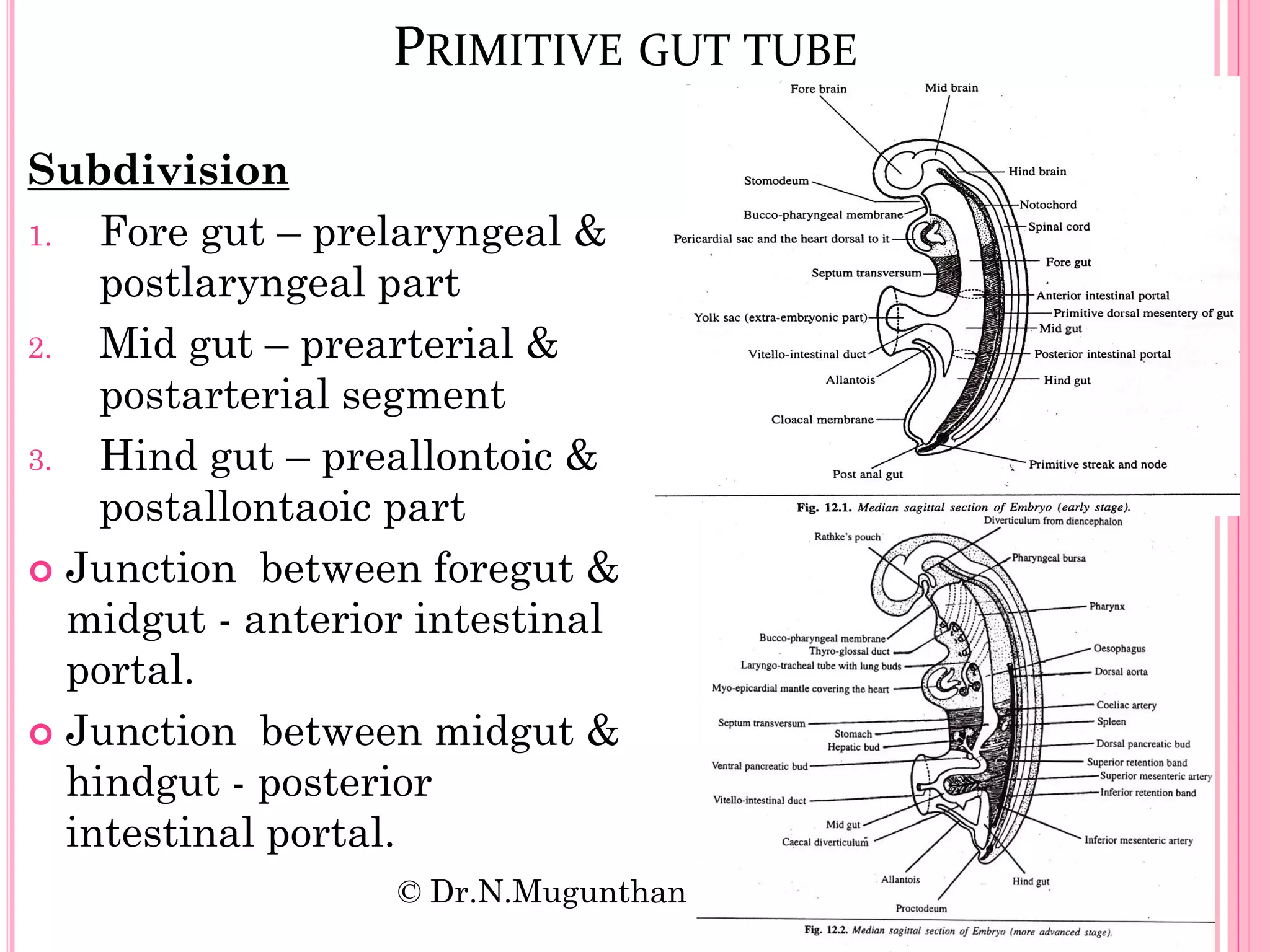 Development of Gastrointestinal system & its associated developmental ...