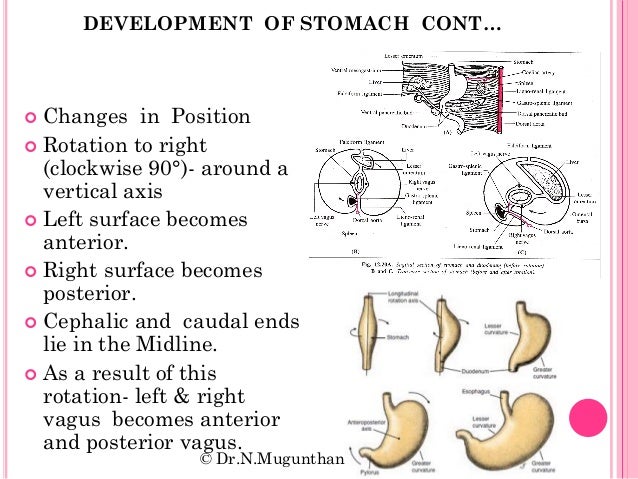 Development Of Gastrointestinal System And Its Associated Development