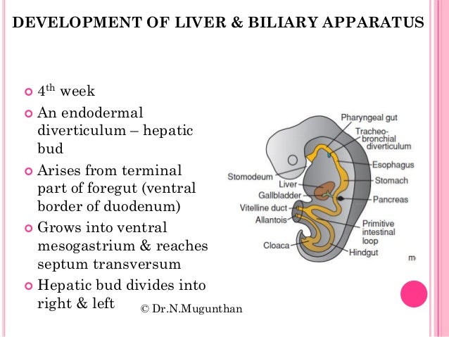 Development of Gastrointestinal system & its associated development…