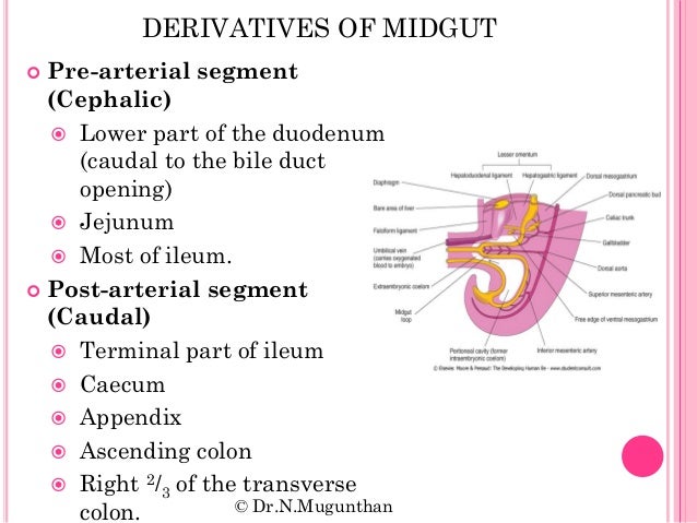 Development Of Gastrointestinal System And Its Associated Development