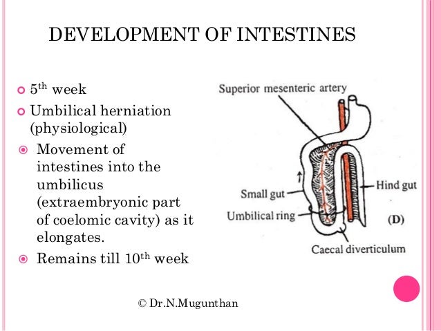 Development Of Gastrointestinal System And Its Associated Development