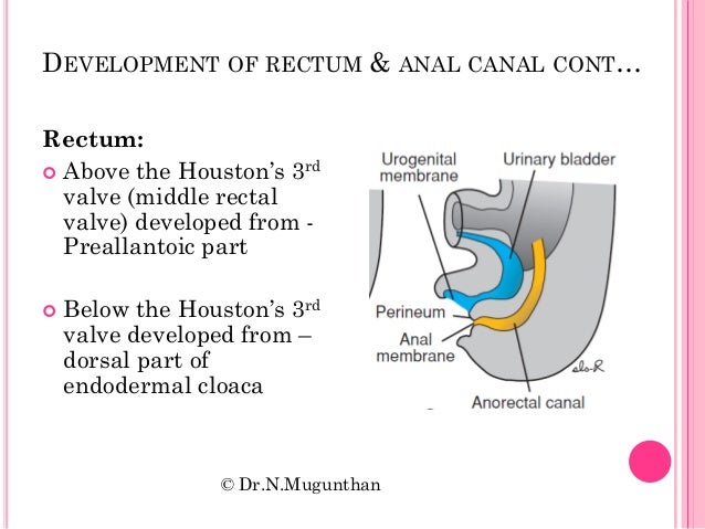 Development of Gastrointestinal system & its associated development…
