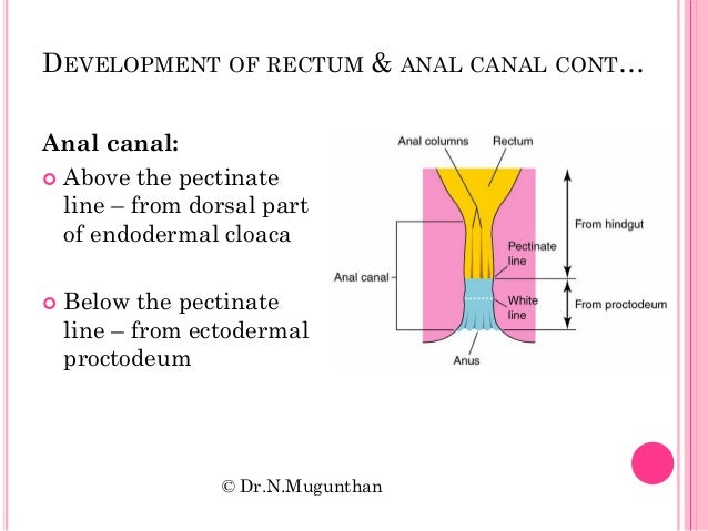 Development of Gastrointestinal system & its associated development…