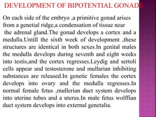 Development of gonads | PPTX