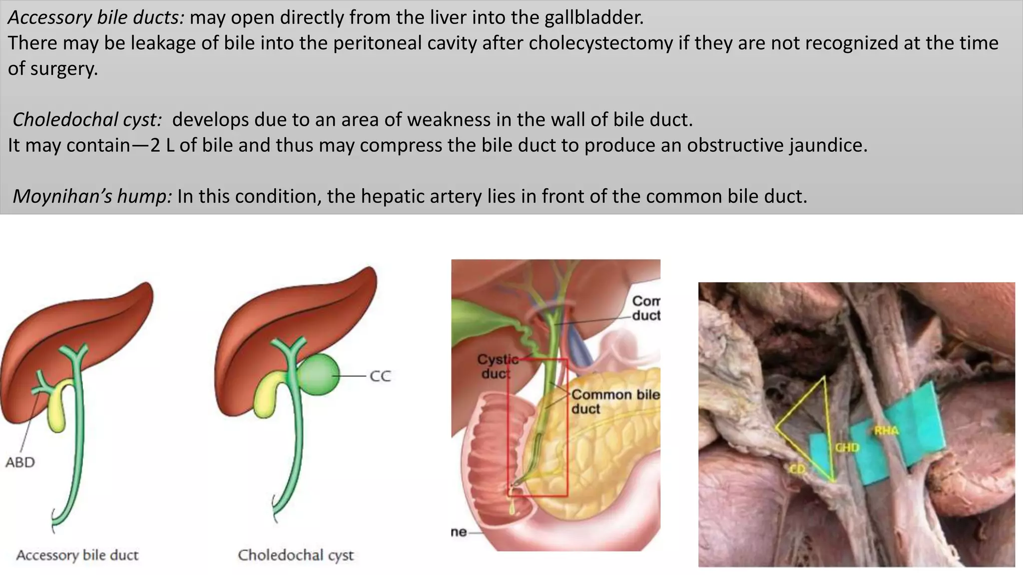 Development of Hepatobiliary System | PPTX