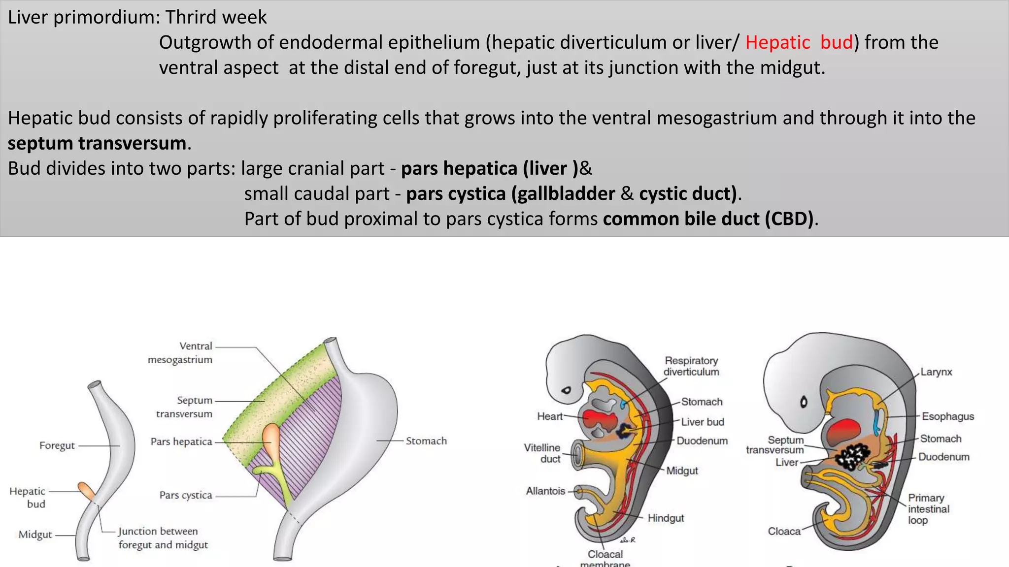 Development of Hepatobiliary System | PPTX
