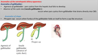 Development of Hepatobiliary System | PPTX