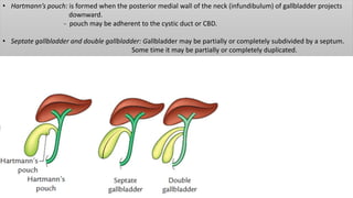Development of Hepatobiliary System | PPTX