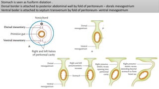 Development of Hepatobiliary System | PPTX