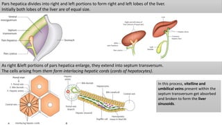 Development of Hepatobiliary System | PPTX