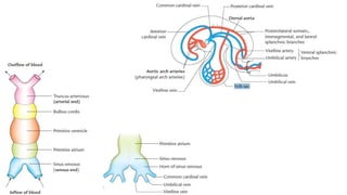 Development of Hepatobiliary System | PPT
