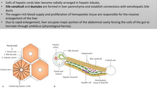 Development of Hepatobiliary System | PPTX