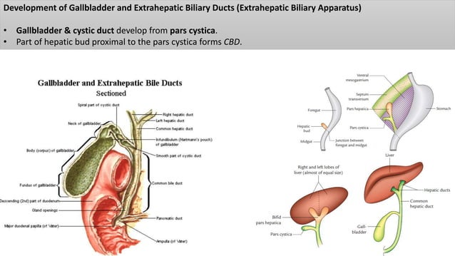 Development of Hepatobiliary System | PPT