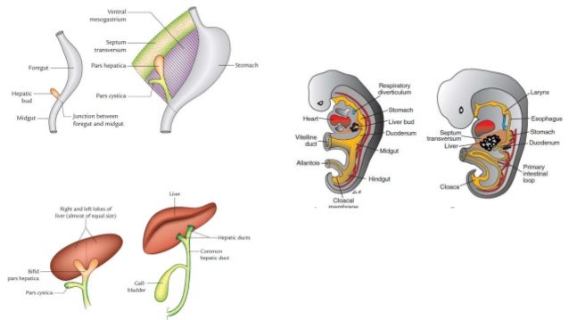 Development of Hepatobiliary System